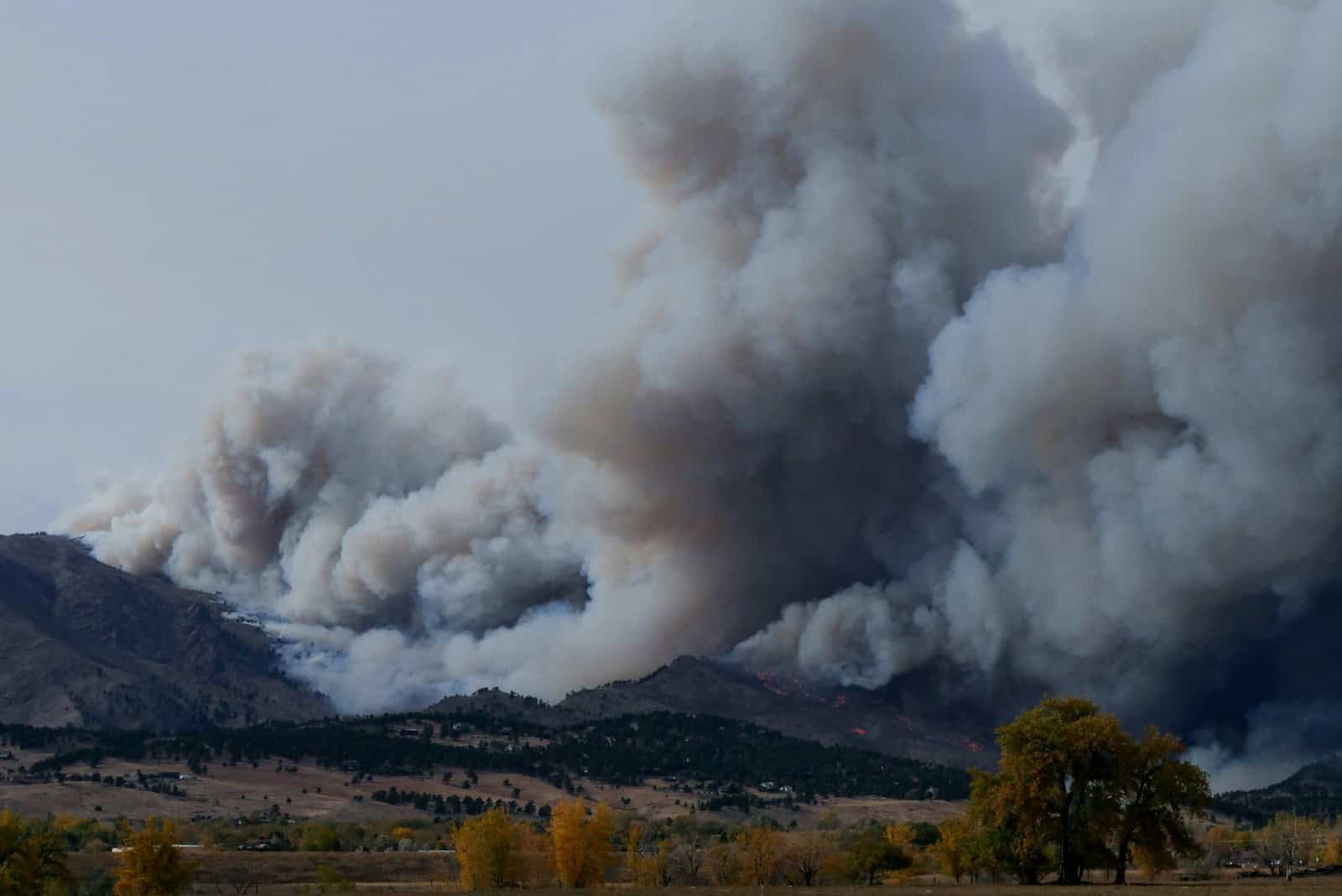 How Berry (a 525-Pound Black Bear) Survived the Devastating Wildfire in ...