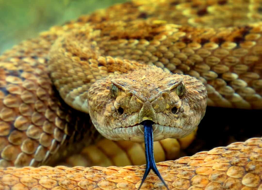 11 Snakes Known for Their Unique Hunting Techniques - Animals Around ...