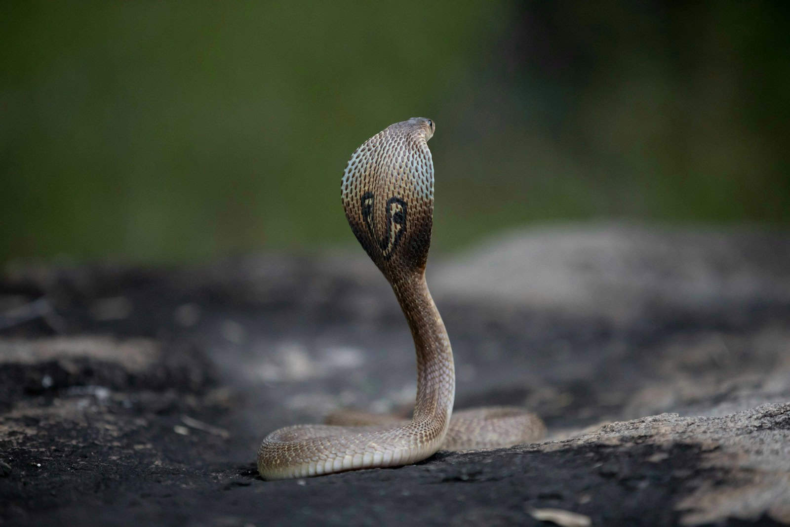 20 Venomous Animals That Can Kill You in Seconds - Animals Around The Globe