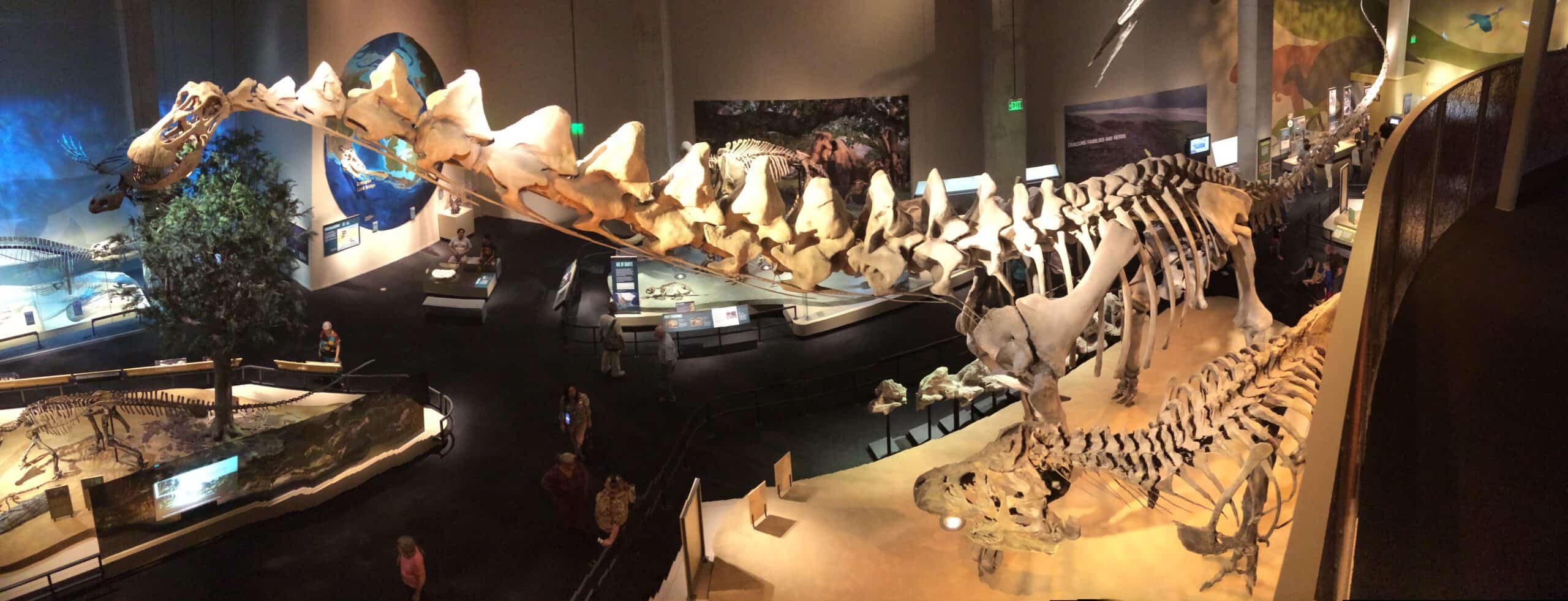 Meet Alamosaurus, the Massive Dinosaur That Once Roamed Texas - Animals ...