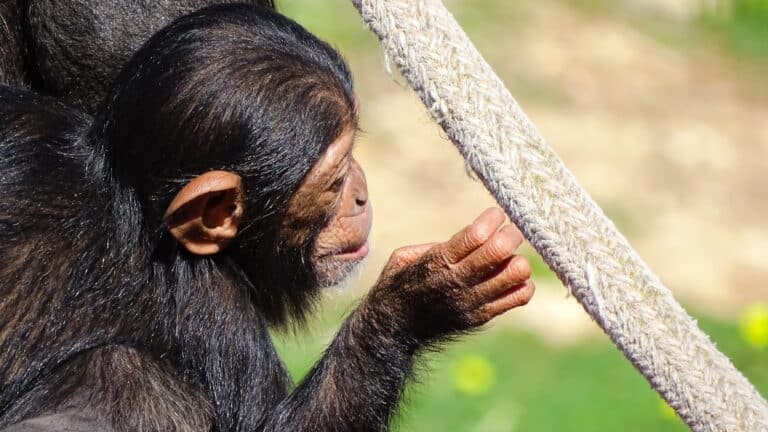How Chimps Teach Their Young to Use Tools