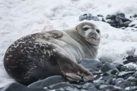 Why Seals Clap Underwater—It’s Not Just for Fun