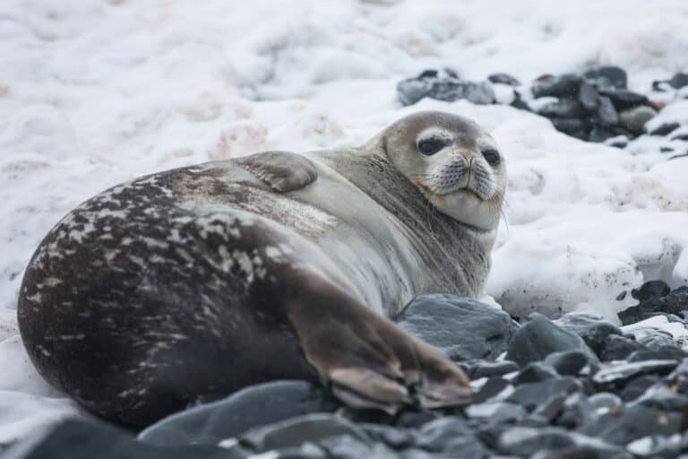 Why Seals Clap Underwater—It’s Not Just for Fun