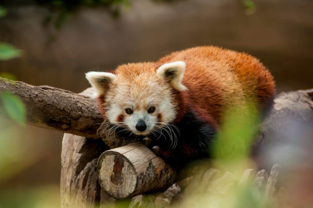 14 Times Animals Escaped Zoos - Animals Around The Globe
