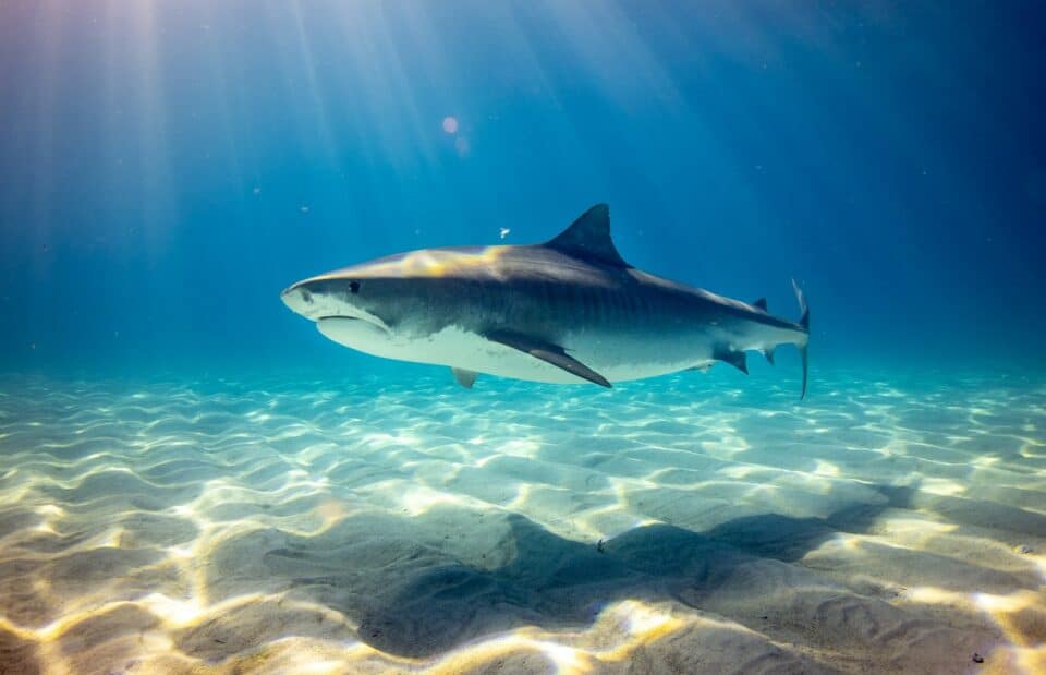 12 Deep Sea Animals With Terrifying Adaptations - Animals Around The Globe