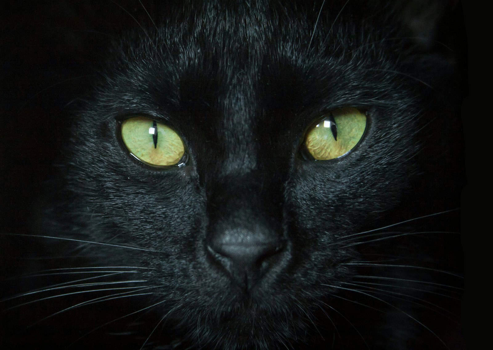 Why Black Cats Are Still Misunderstood in America - Animals Around The ...