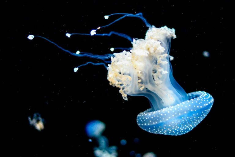 14 Fastest, Strongest, and Deadliest Creatures Alive - Animals Around ...