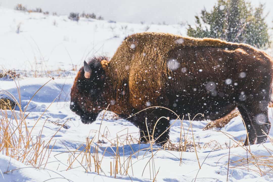 14 National Parks Where You Can See Wild Bison - Animals Around The Globe