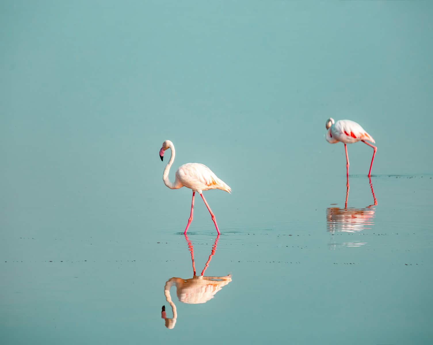 Why Flamingos Stand on One Leg—Finally Explained