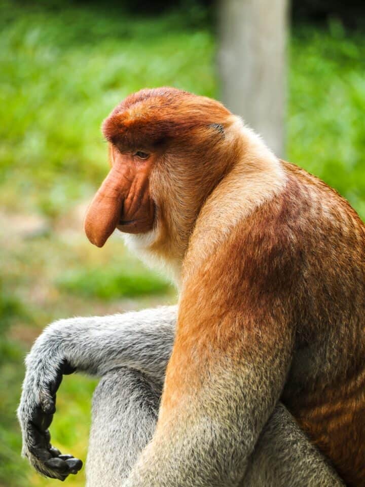 21 Strangest Looking Animals That Are Adorably Weird - Animals Around ...