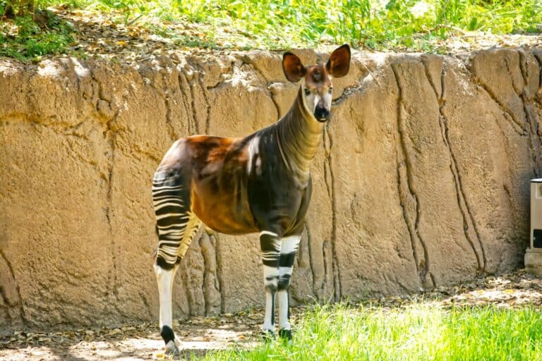 Top 10 Animals and Wildlife in the Congo Basin - Animals Around The Globe
