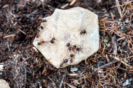 These Ants Build Living Bridges With Their Bodies