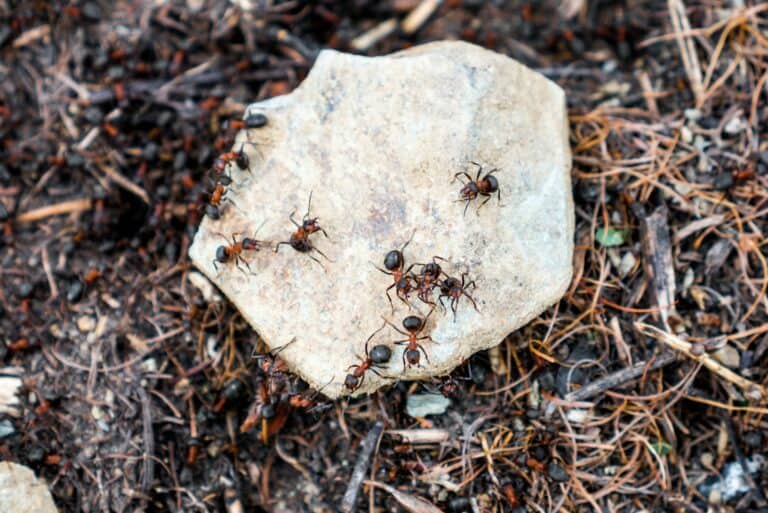 These Ants Build Living Bridges With Their Bodies