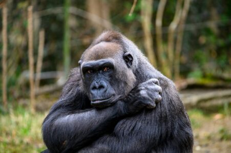 A Gorilla Fossil Changed Evolution Forever - Animals Around The Globe