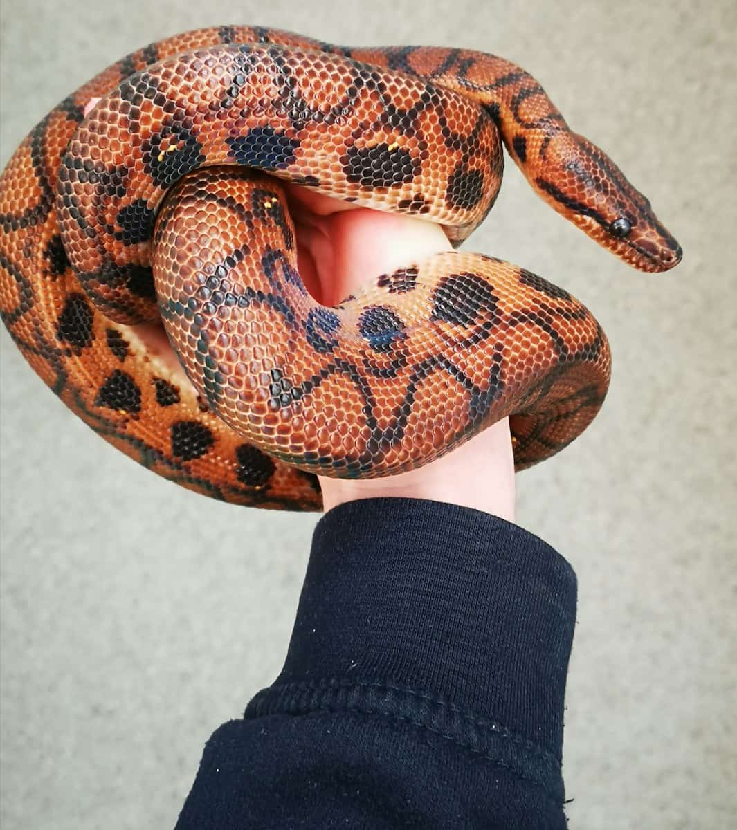 14 Most Beautiful Snakes Found in the Wild - Animals Around The Globe