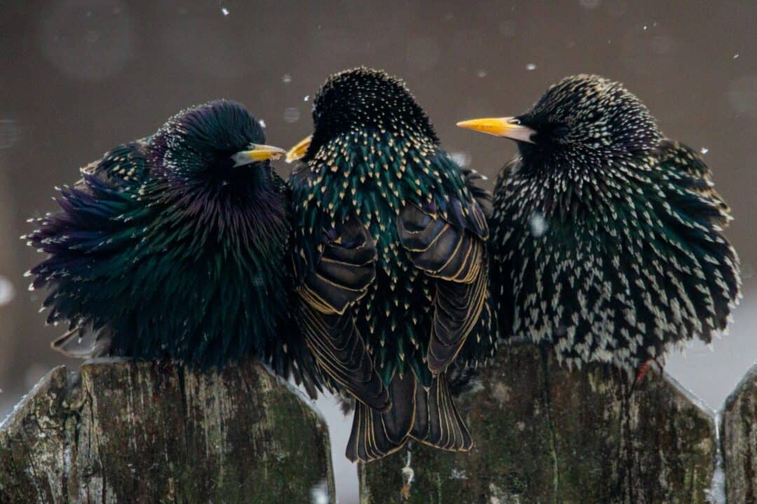What Happens When a Flock of 1,000 Starlings Takes Flight