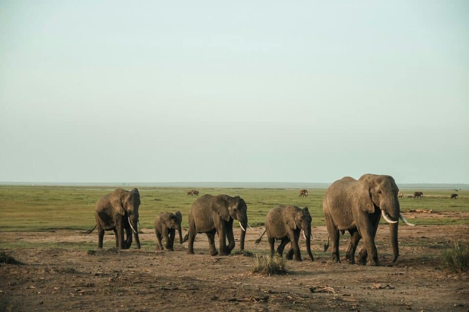 How Evolution Gave Elephants a Natural Cancer Defense - Animals Around ...