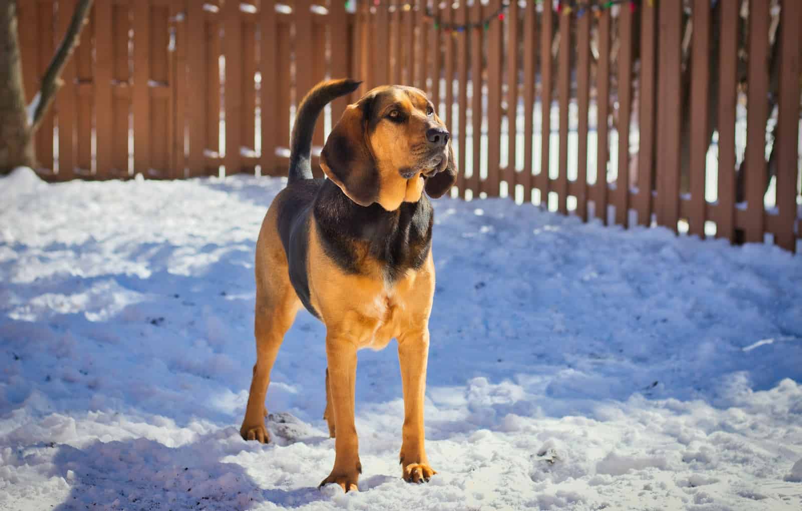 12 Dog Breeds With the Best Sense of Smell - Animals Around The Globe