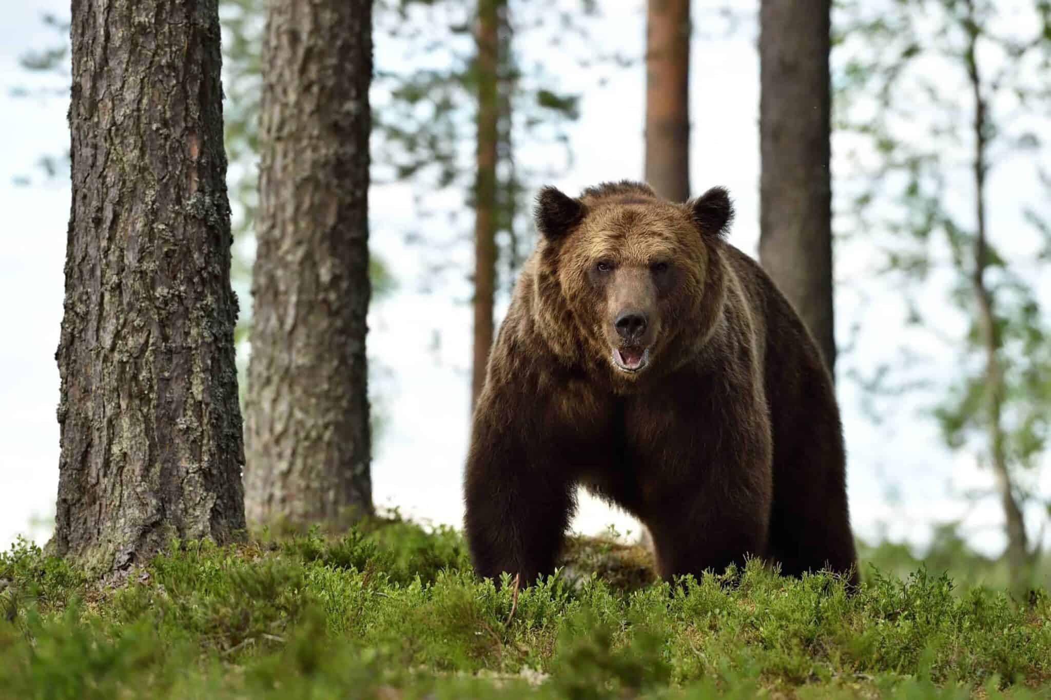 Photographer Captures Breathtaking Close-Up of a Bear and Her Cub ...