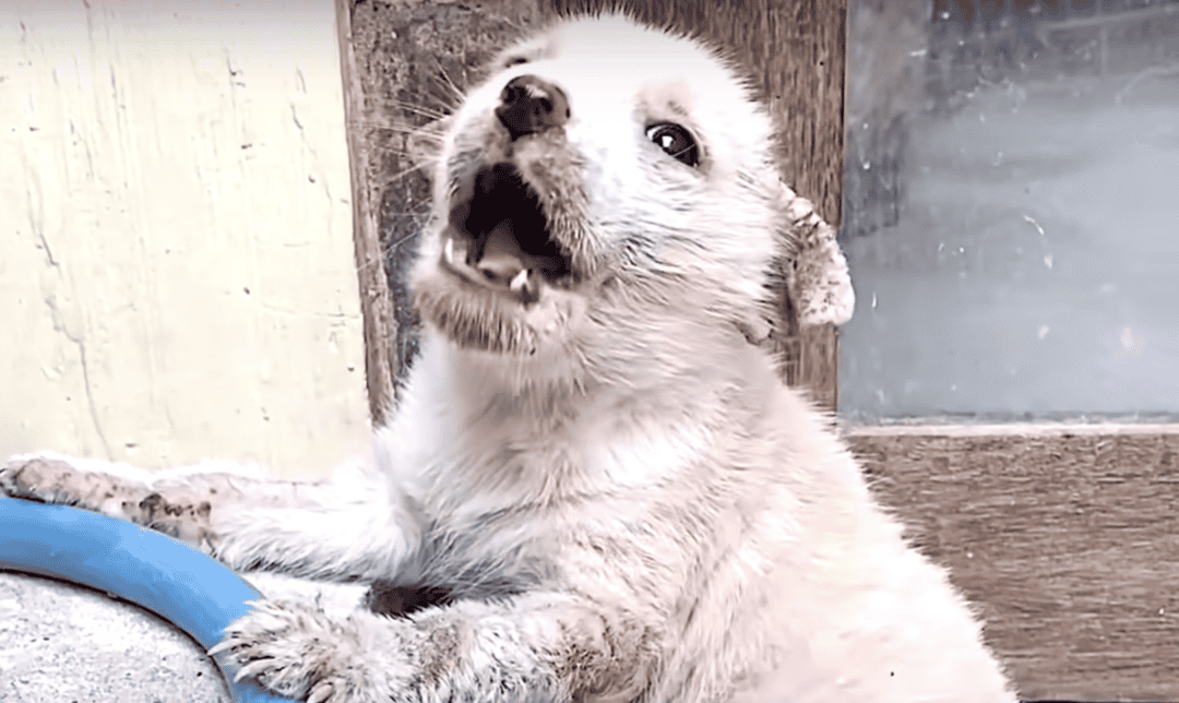 Crying Puppy Found In A Market Turns Into Firecracker - Animals Around ...