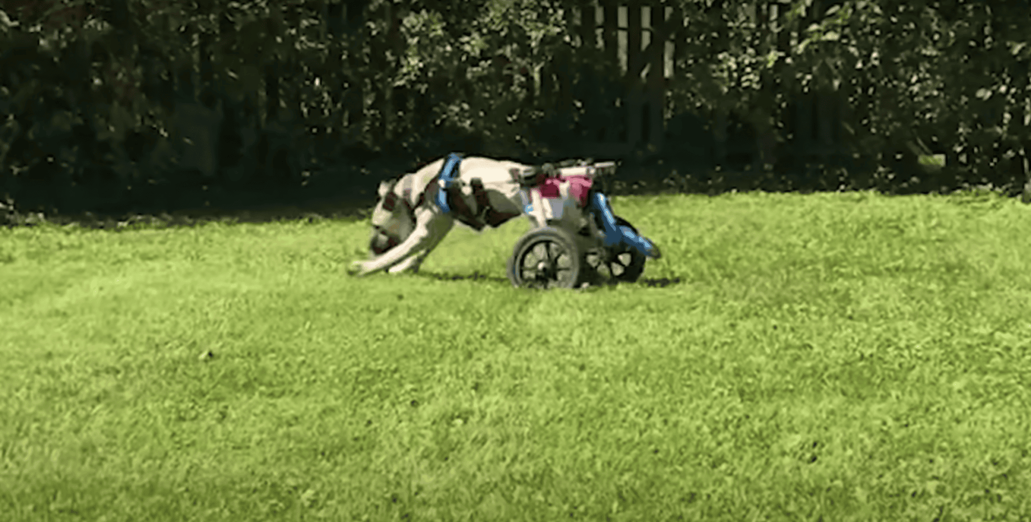 Dog With Two Legs Can't Stop Smiling When She Runs - Animals Around The ...