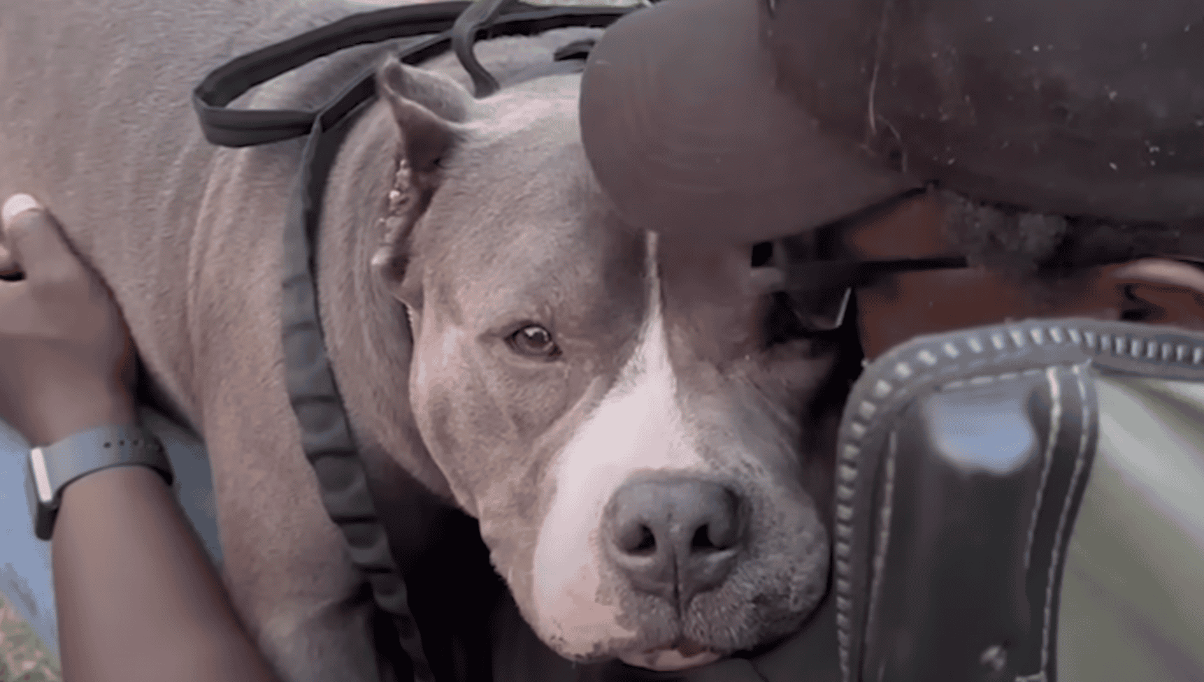 Rescue Bulldog Is Obsessed With Cuddling His Dad - Animals Around The Globe