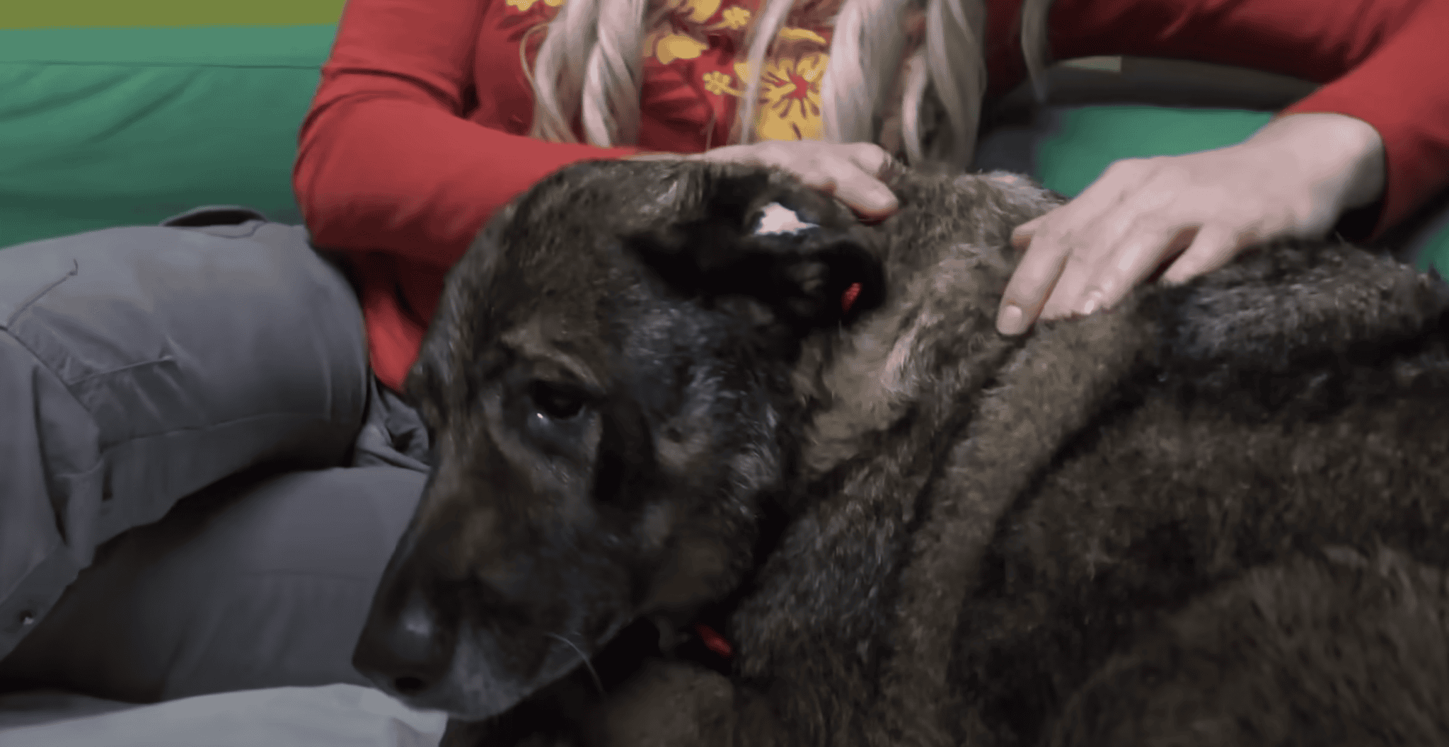 German Shepherd Couldn't Stop Crying Until - Animals Around The Globe