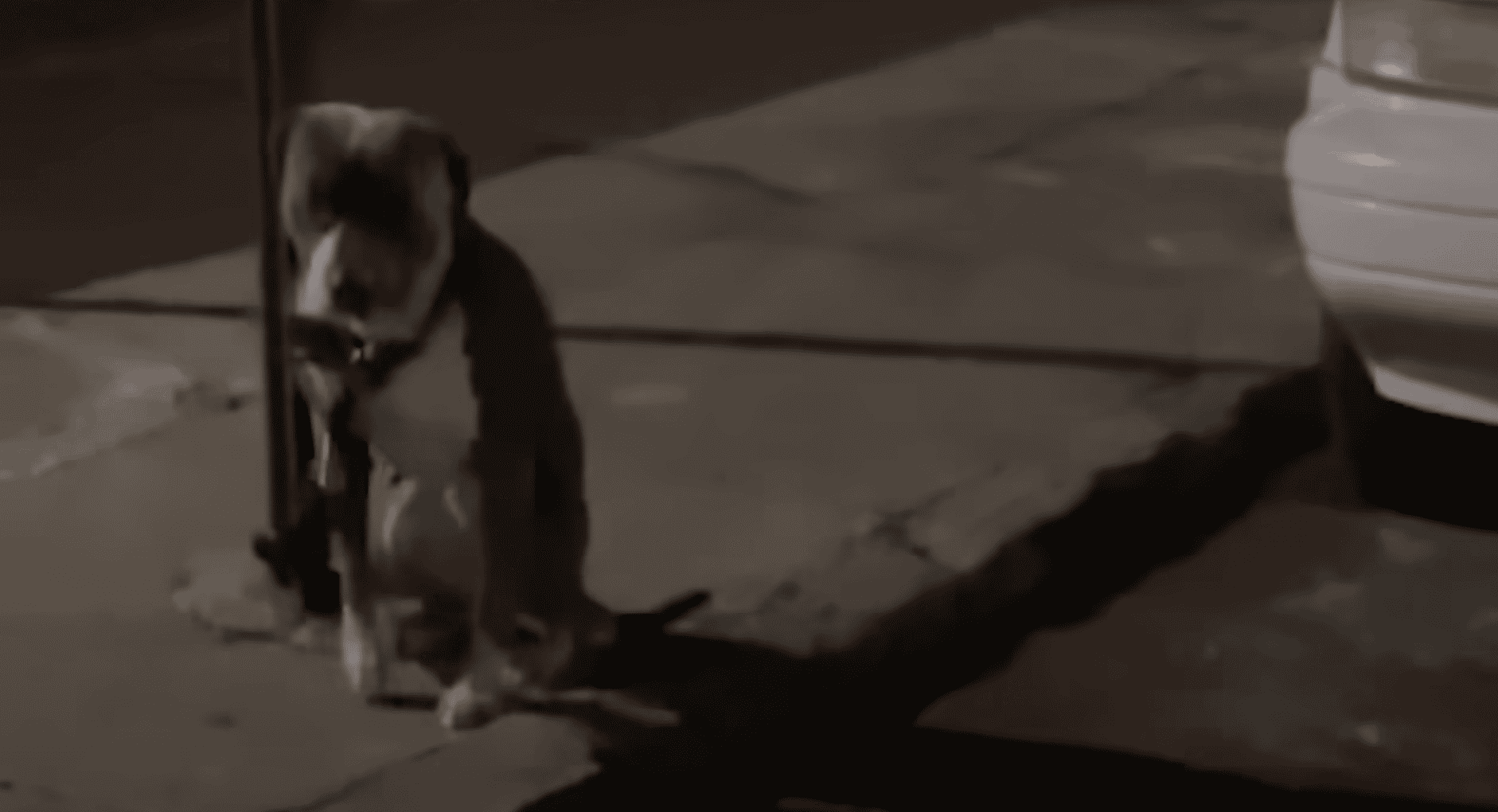 Pittie Found Tied To A Pole In The Cold Needs A Home - Animals Around ...