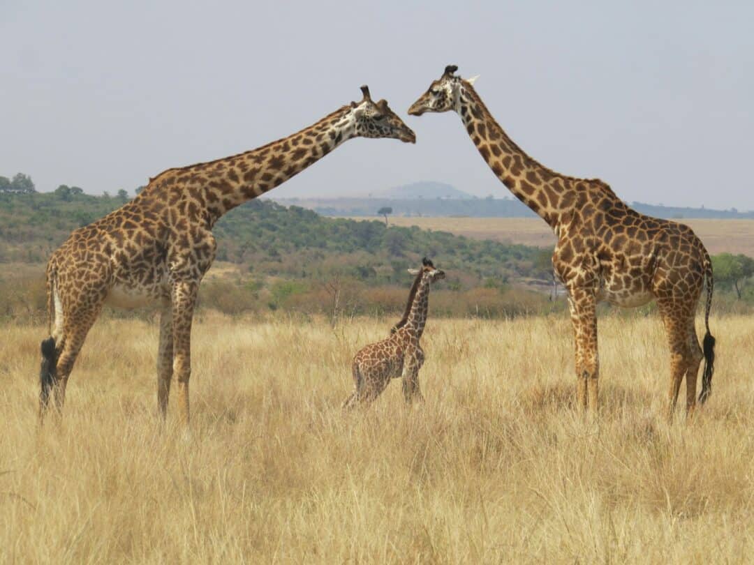 12 Wild Animals That Are Surprisingly Gentle Towards Humans - Animals ...