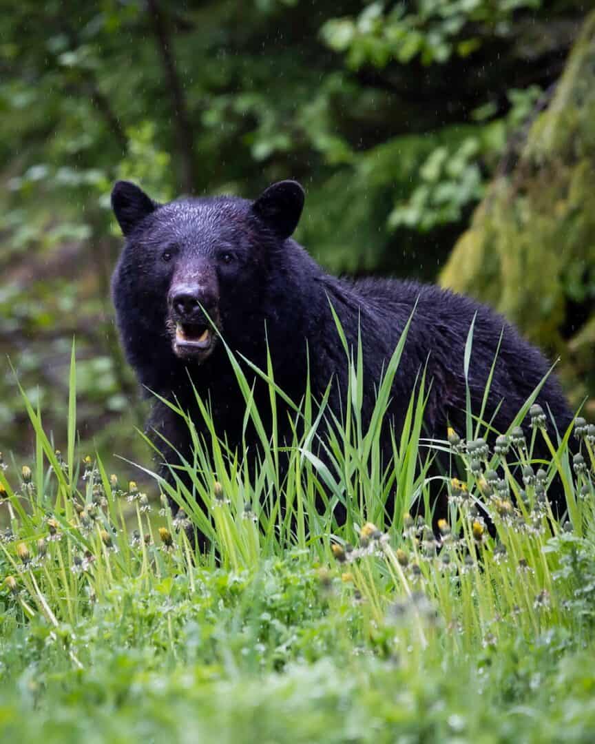 How Colorado’s Black Bears Are Adapting to Human Encroachment - Animals ...