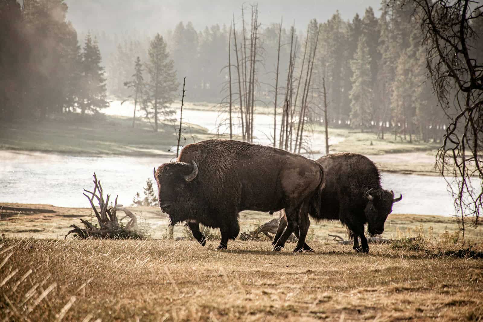 How the Bison Shaped North American Ecosystems - Animals Around The Globe