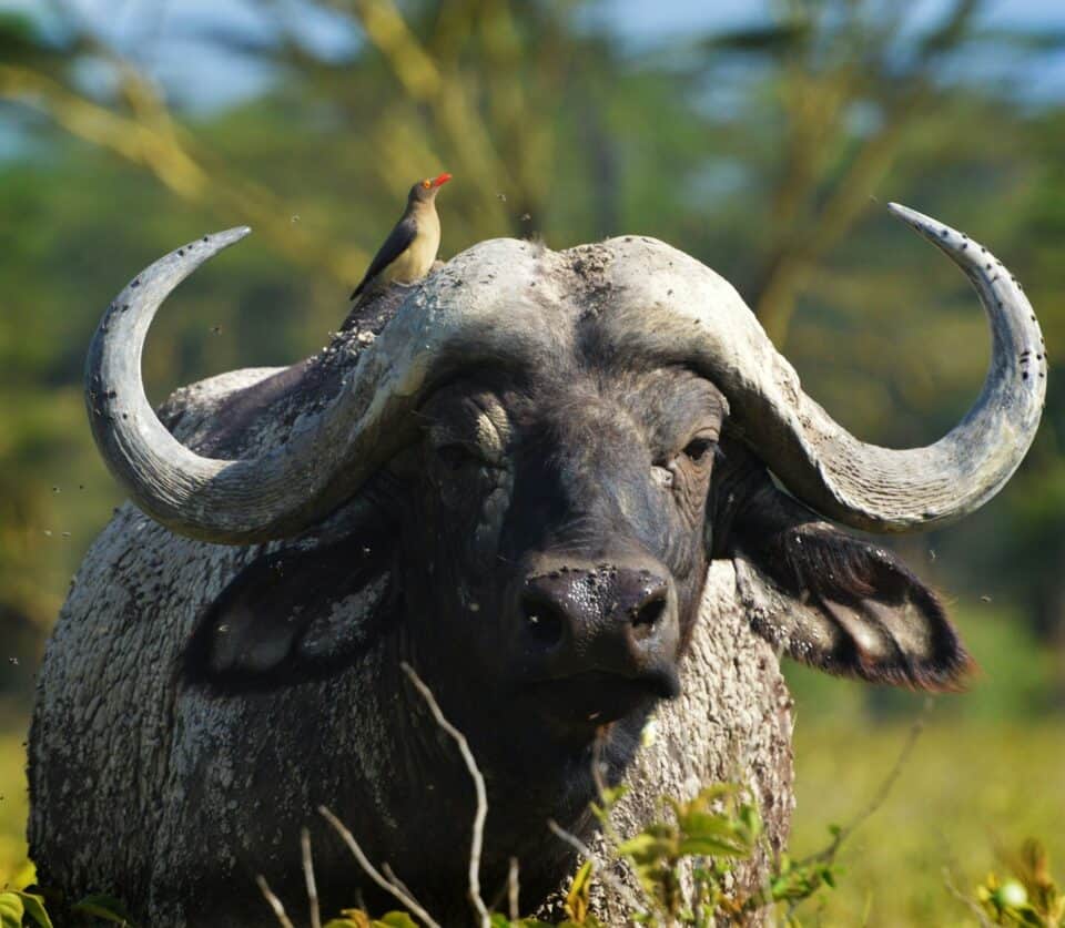 The Big 5 and Beyond: South Africa’s Role in Wildlife Heritage ...