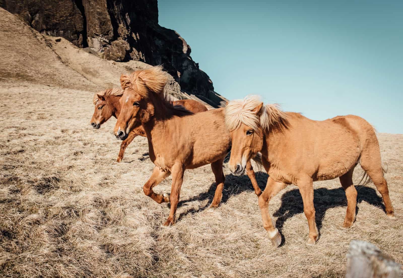 12 Fascinating Facts About Wild Mustangs - Animals Around The Globe