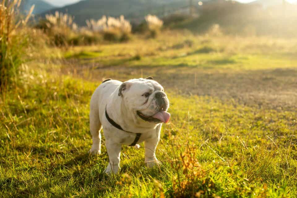 15 Ways to Keep Your Dog Happy and Healthy - Animals Around The Globe