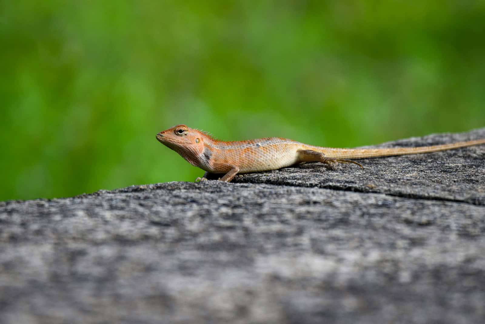 Why Some Lizards Are Losing Their Limbs Over Time - Animals Around The ...
