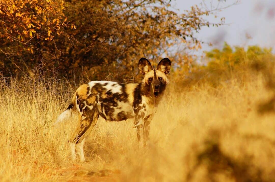 Wild Dogs That Form Alliances with Hyenas—For Survival - Animals Around ...