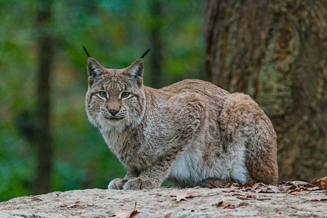 The Comeback of the Iberian Lynx: Europe's Rarest Cat