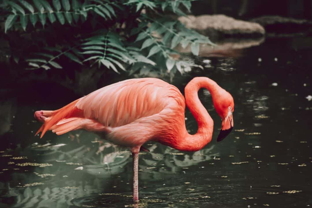 Why Flamingos Stand on One Leg—Finally Explained