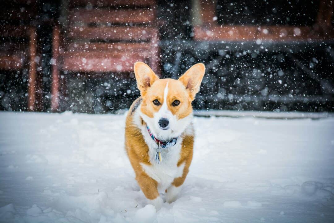 25 Most Adorable Dog Breeds That Will Melt Your Heart - Animals Around ...