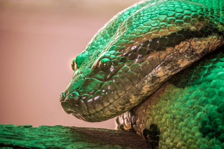 The World’s Heaviest Snake Can Weigh More Than a Refrigerator - Animals ...