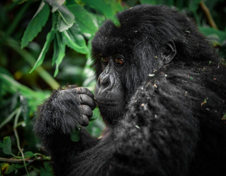 A Gorilla Fossil Changed Evolution Forever - Animals Around The Globe