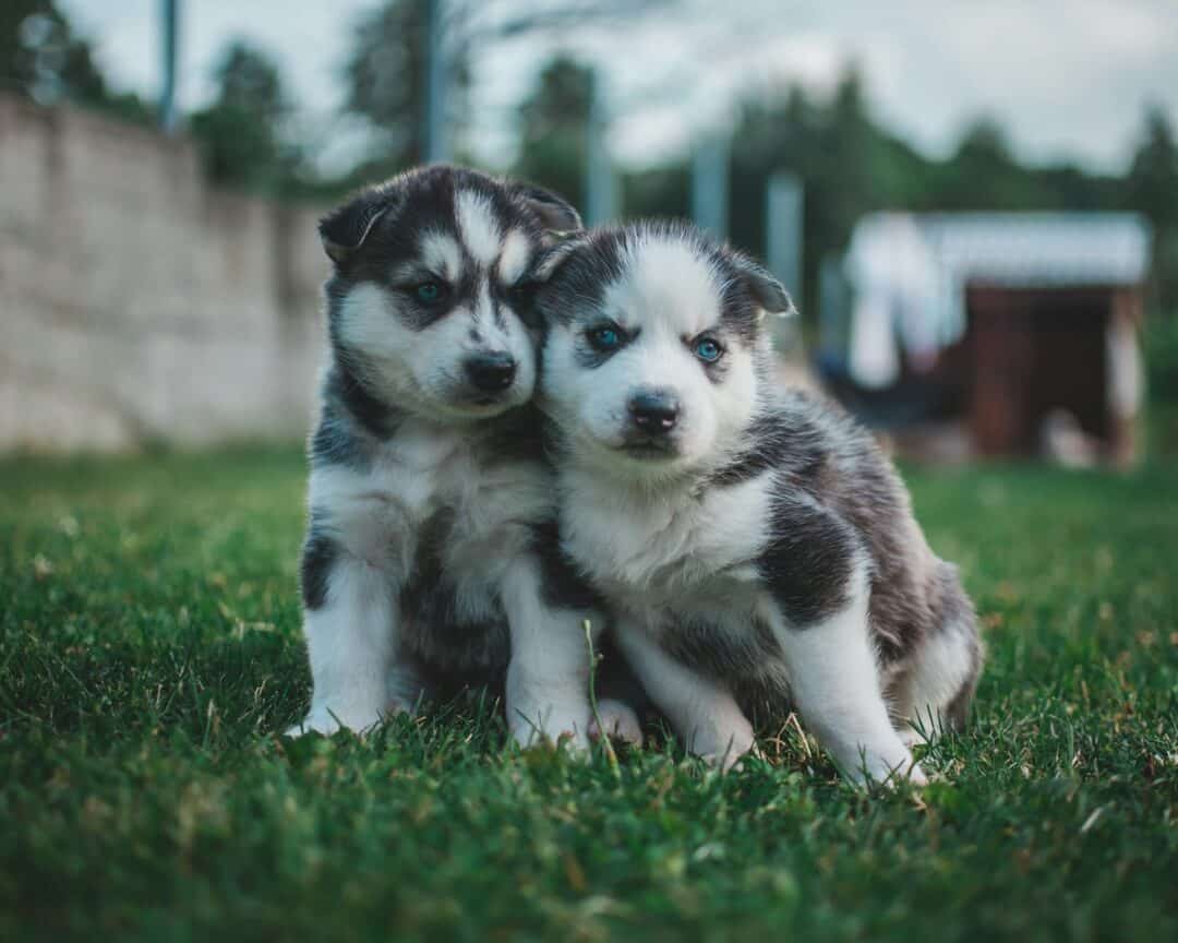 Togo vs. Balto: Who Was the Real Hero of the 1925 Serum Run? - Animals ...