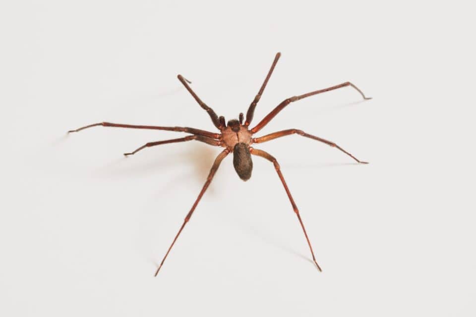20 Rare Spider Species and Their Unique Traits - Animals Around The Globe
