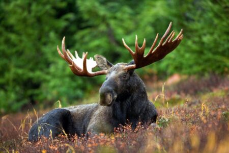 Moose Mating Rituals: How Males Compete for Female Attention - Animals ...