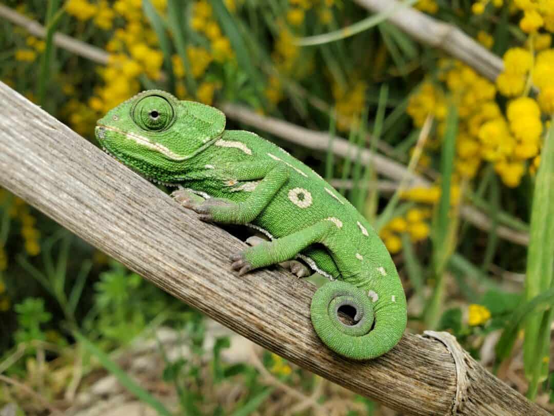 20 Jaw-Dropping Facts About the Animal Kingdom - Animals Around The Globe