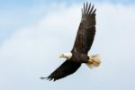 From Bison to Bald Eagles: How the US Saved These Species from ...