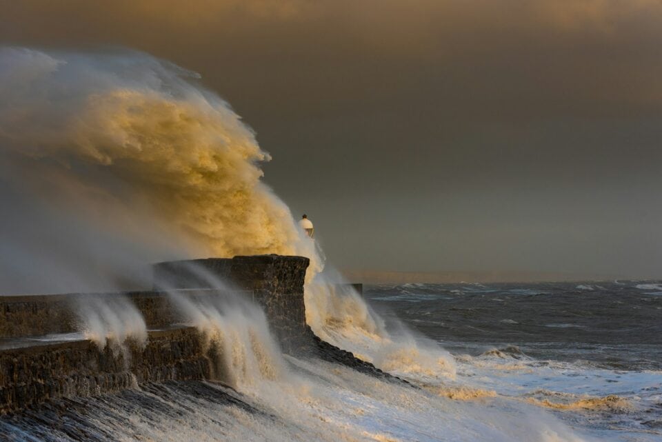 Experts Say the Gulf Stream May Collapse Sooner Than Expected - Animals ...