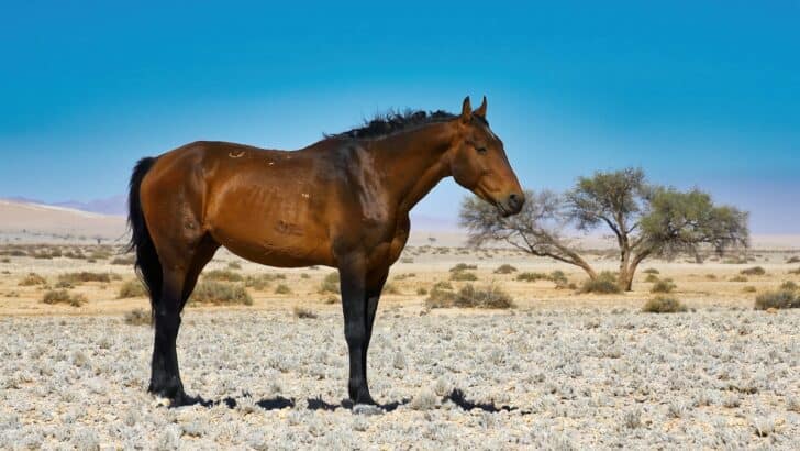 12 Fascinating Facts About Wild Mustangs - Animals Around The Globe
