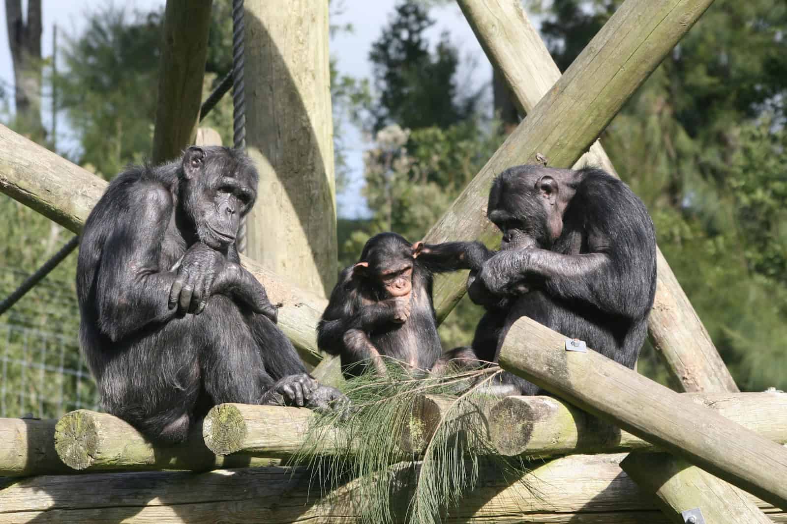 How Chimps Teach Their Young to Use Tools