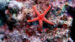 The Mysterious Disappearance of Sea Stars on the West Coast - Animals ...